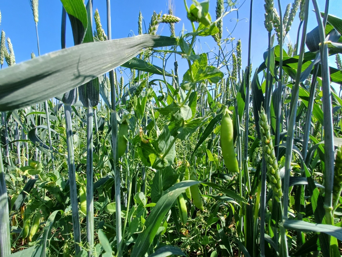 Wheat-Pea Intercropping: A Sustainable Approach to Resource Efficiency and Crop Productivity ...